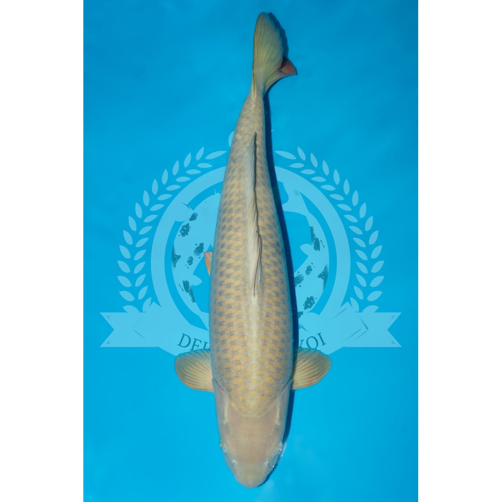 Doitsu Ochiba Big Scale - Dein Gartenkoi